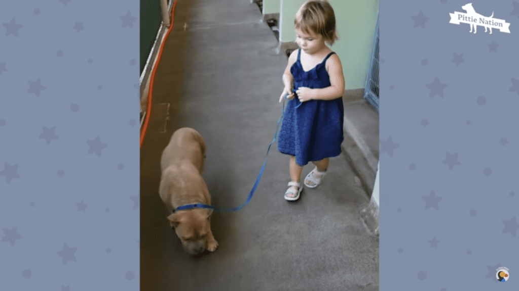 Sick Rescue Pit Bull Wins Over 2-Year-Old Girl’s Heart