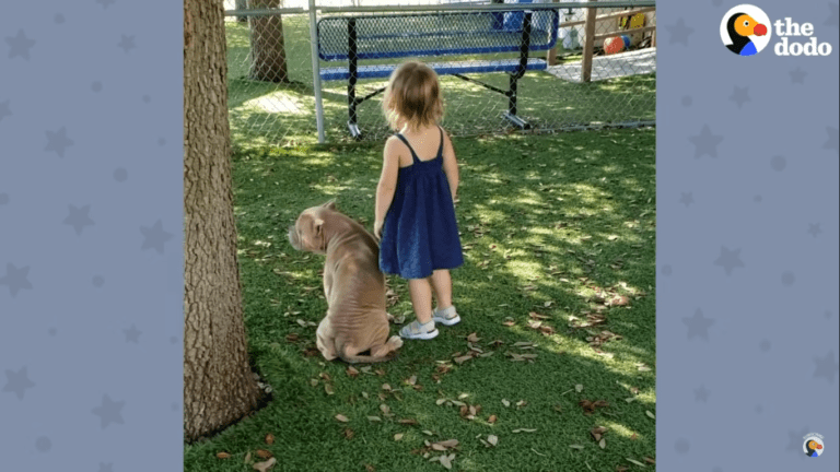 Sick Rescue Pit Bull Wins Over 2-Year-Old Girl’s Heart