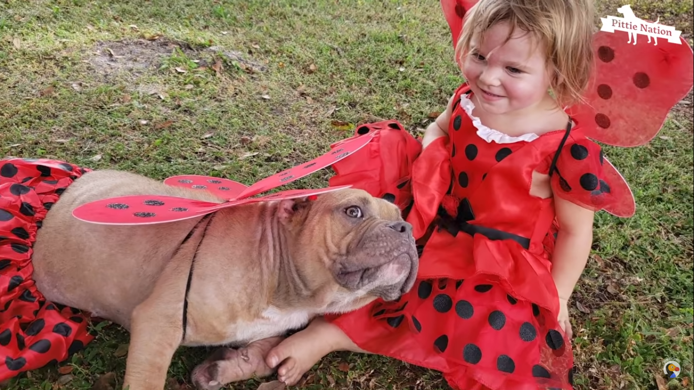 Sick Rescue Pit Bull Wins Over 2-Year-Old Girl’s Heart