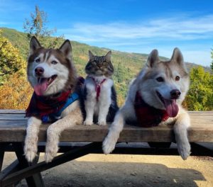 Cute Kitten Raised By Huskies Acts Like A Dog