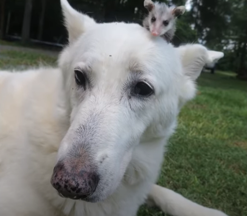 Dog adopts orphaned opossum and carries him on her back