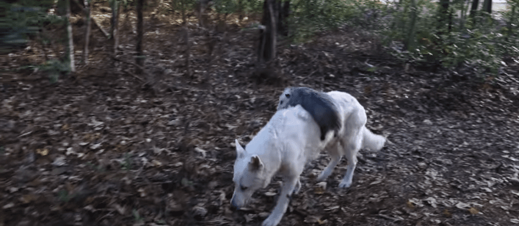 Dog adopts orphaned opossum and carries him on her back