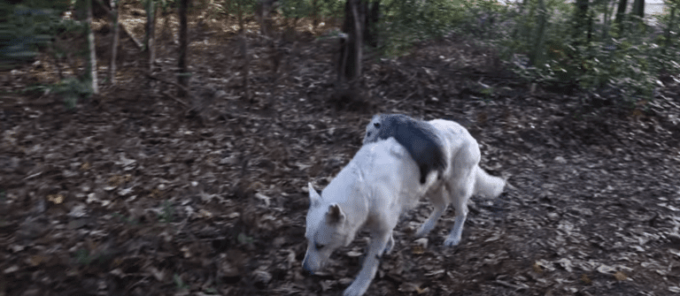 Dog adopts orphaned opossum and carries him on her back