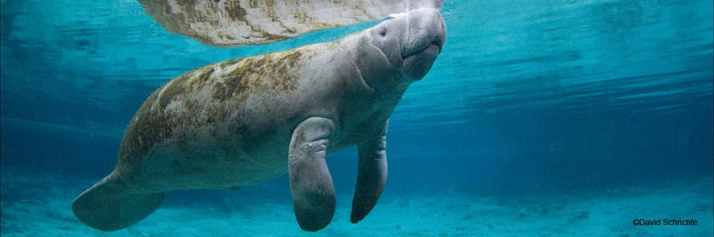 Manatee helps keep drowning dog safe while waiting for rescuers to save him