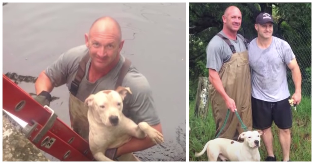 Manatee helps keep drowning dog safe while waiting for rescuers to save him