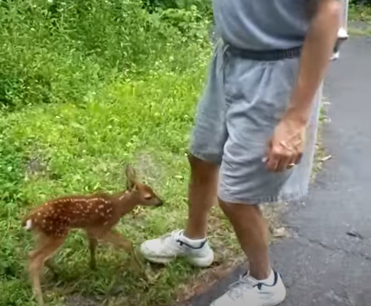 Friendly Baby Deer Finds Friend In Dad