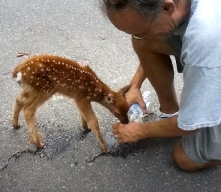Friendly Baby Deer Finds Friend In Dad