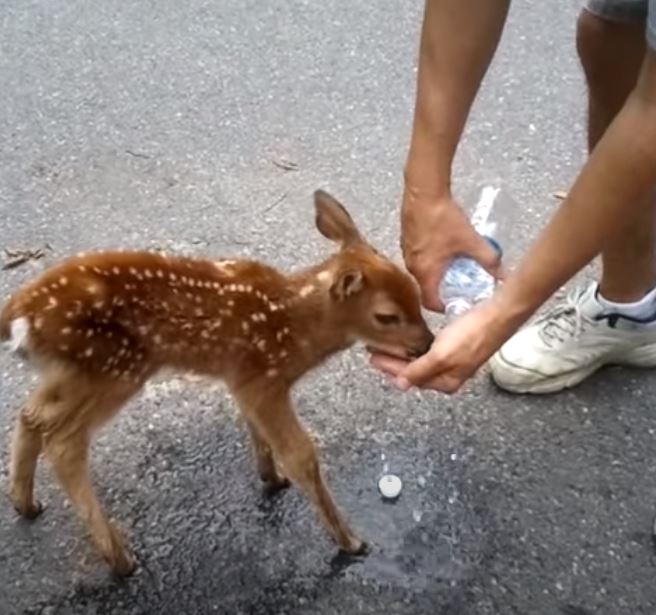 Friendly Baby Deer Finds Friend In Dad