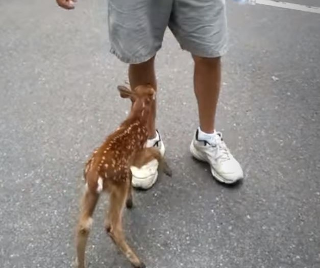 Friendly Baby Deer Finds Friend In Dad