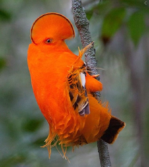 50 Birds That Are Indescribably Beautiful