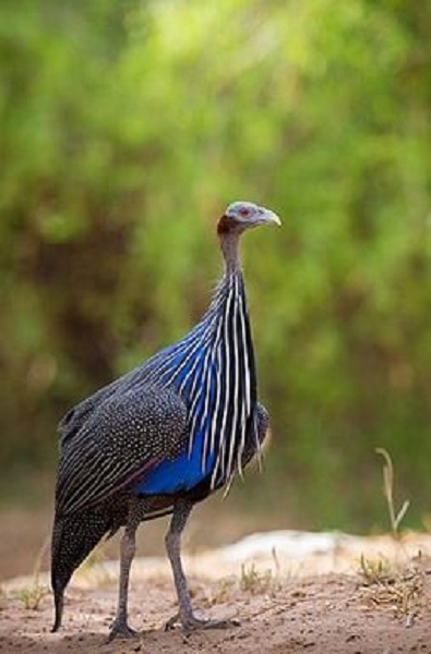 50 Birds That Are Indescribably Beautiful