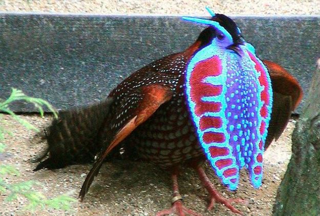 50 Birds That Are Indescribably Beautiful