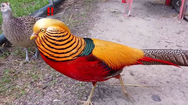 50 Birds That Are Indescribably Beautiful