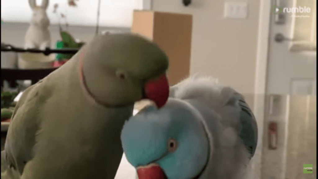 Adorable parrot brothers give each other kisses and say ‘I love you’