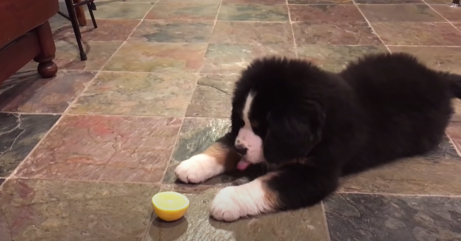 Brave Bernese mountain dog puppy defends his owner from evil lemon