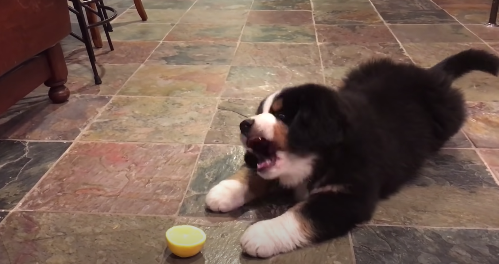 Brave Bernese mountain dog puppy defends his owner from evil lemon
