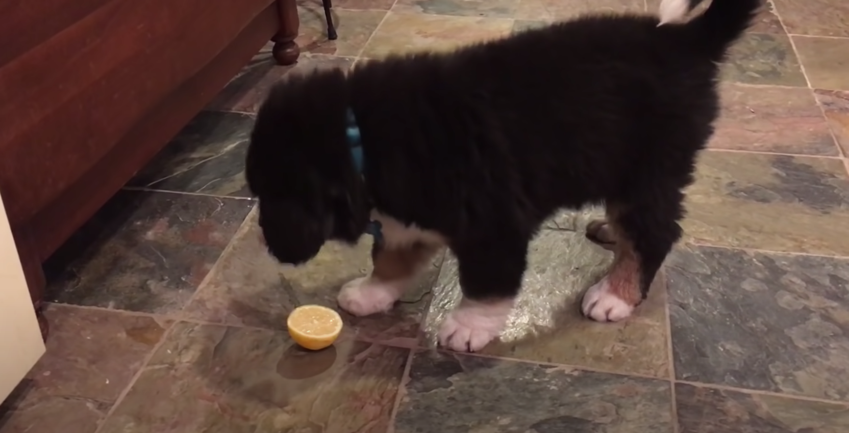 Brave Bernese mountain dog puppy defends his owner from evil lemon