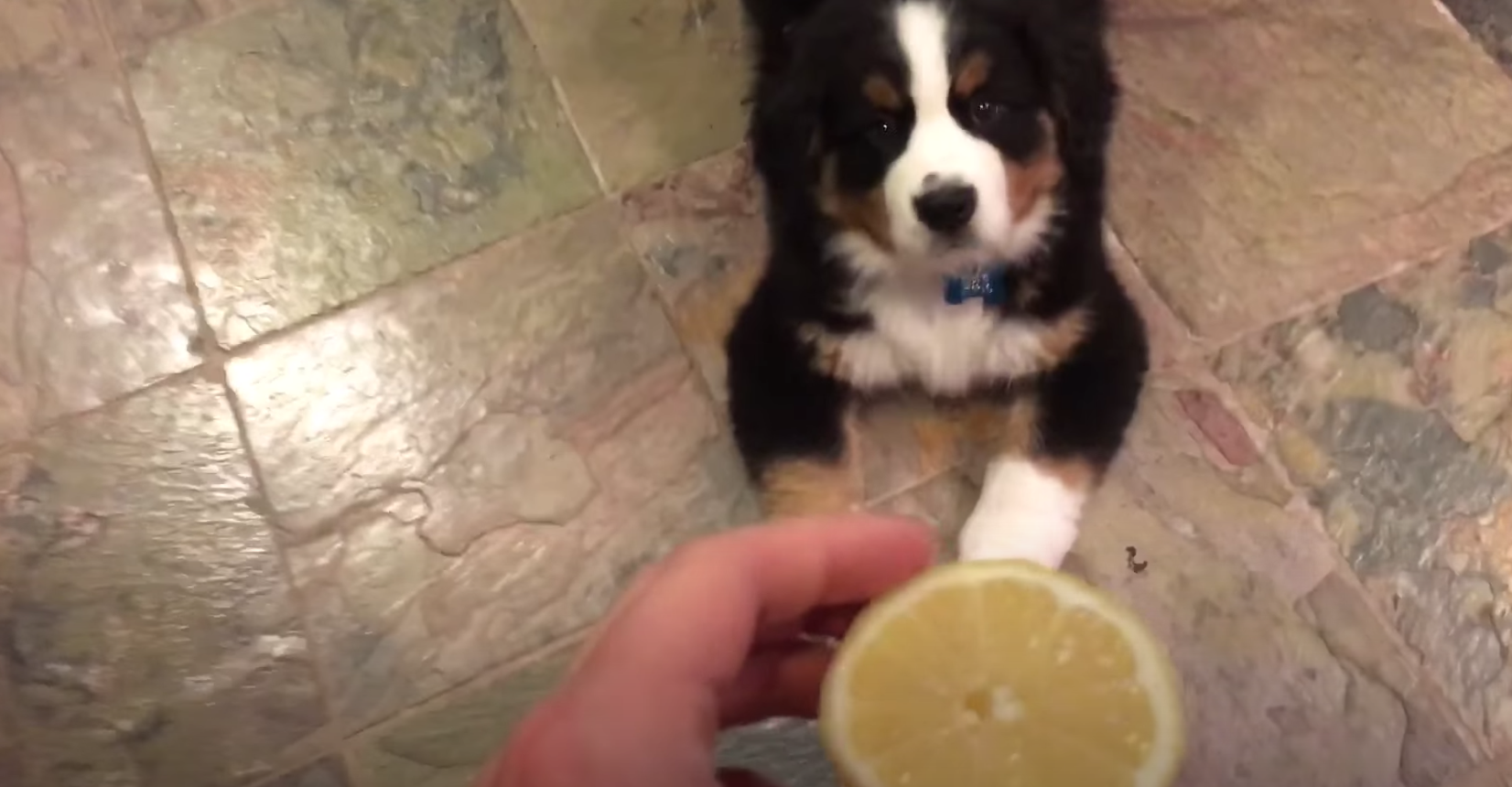Brave Bernese mountain dog puppy defends his owner from evil lemon