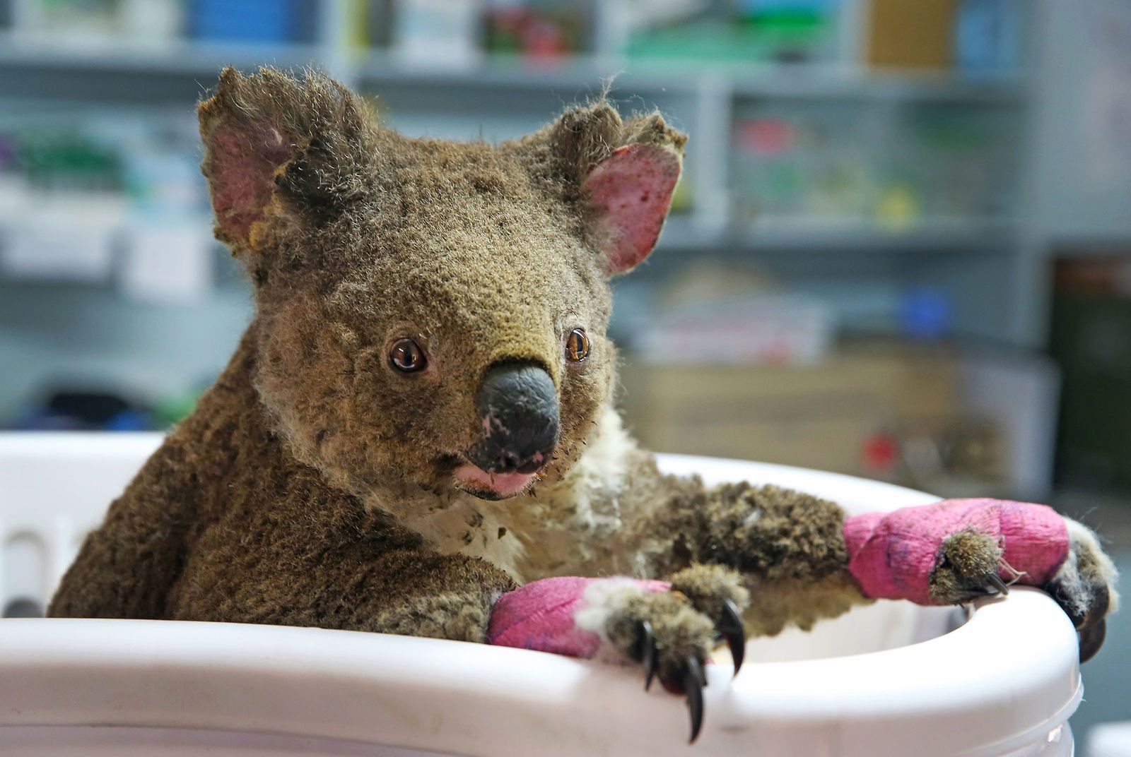 Koala and wombat become best friends during lockdown at Australian zoo