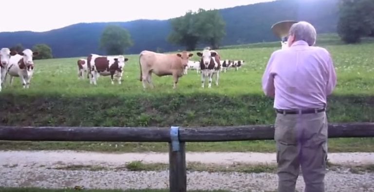 Band plays rousing jazz set for doting cows