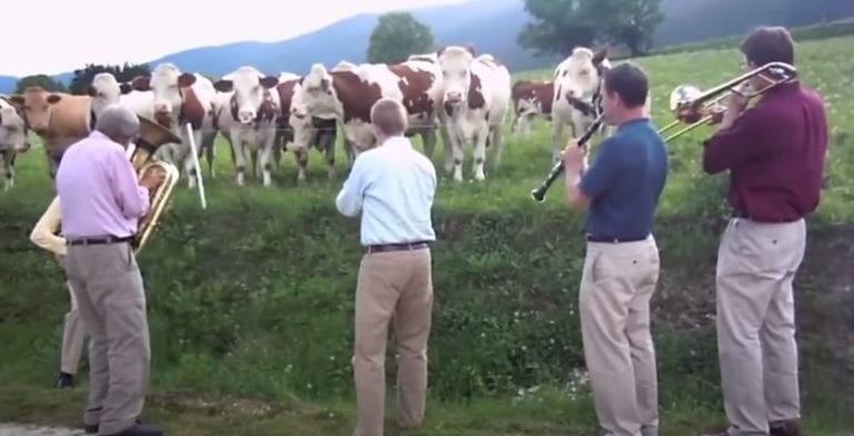 Band plays rousing jazz set for doting cows