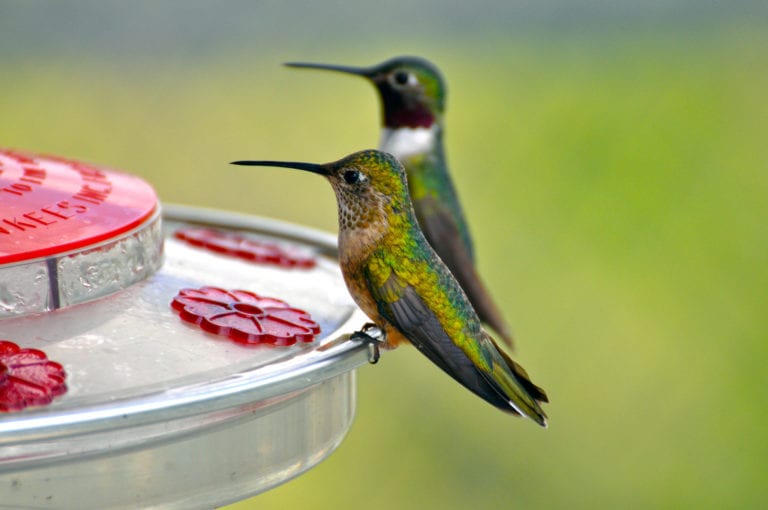 Hummingbirds have fantastic pool party
