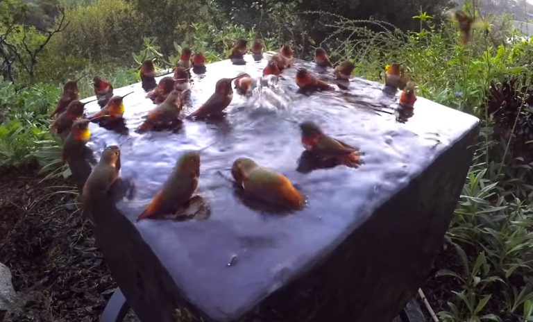Hummingbirds have fantastic pool party