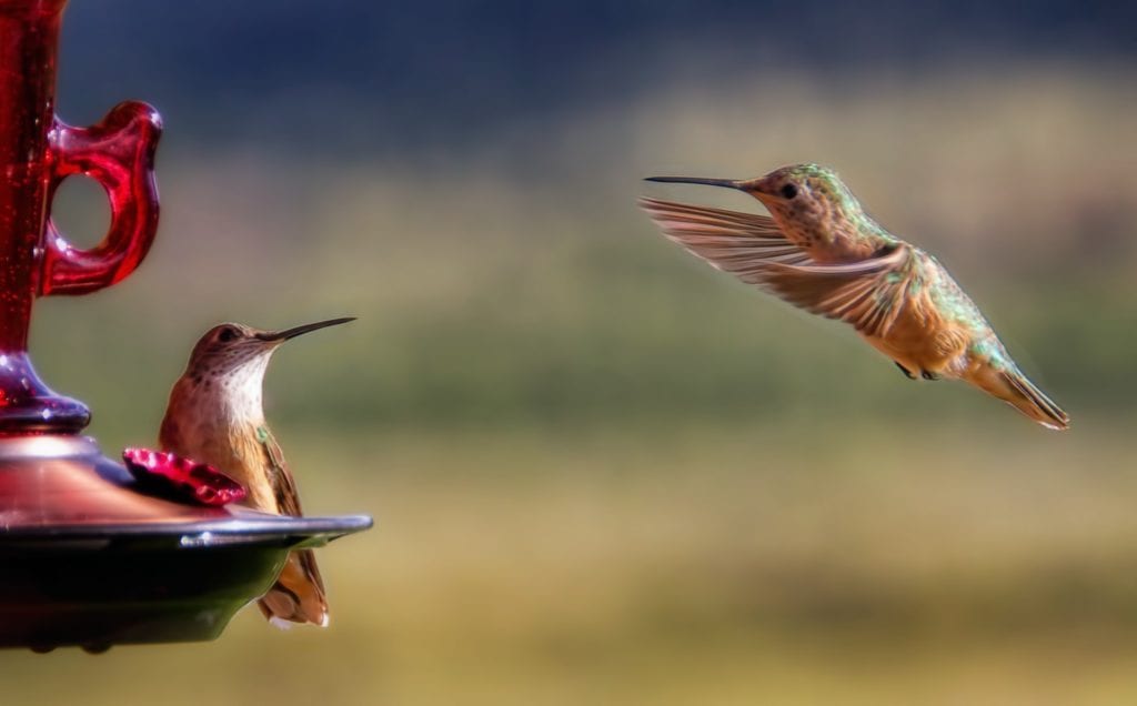 Hummingbirds have fantastic pool party