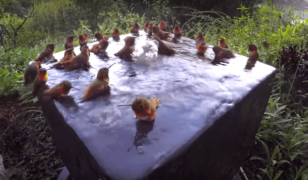 Hummingbirds have fantastic pool party