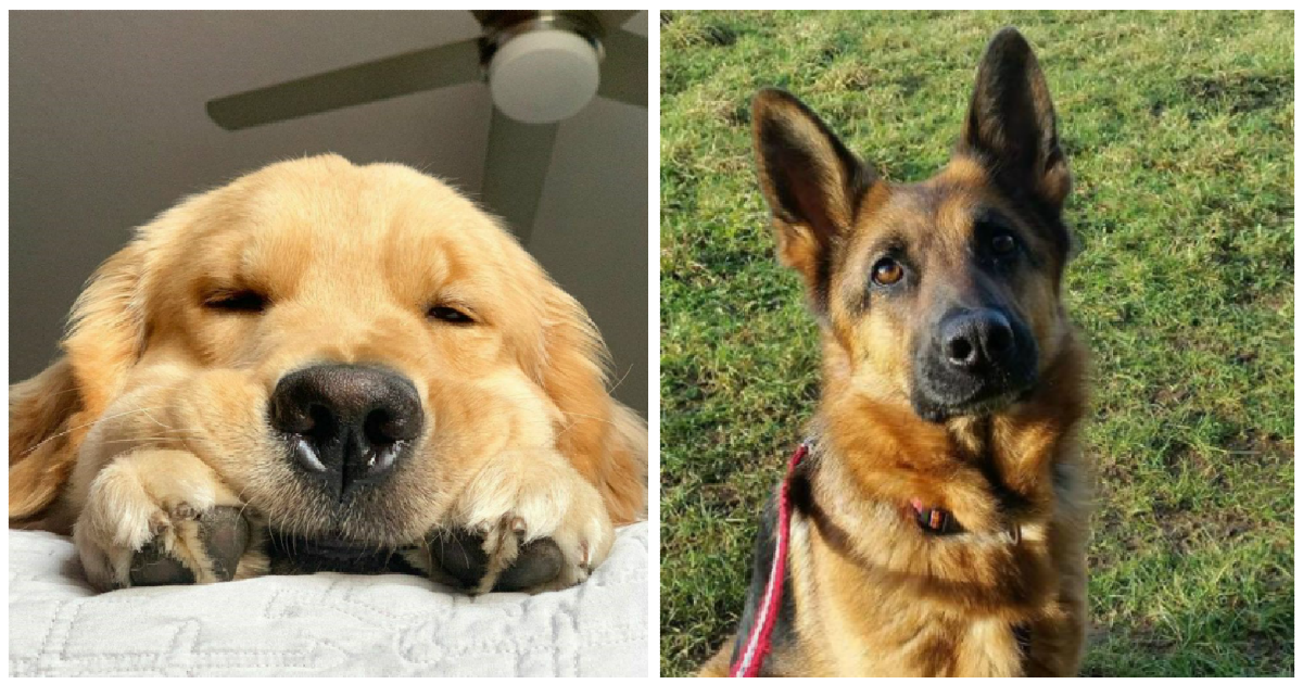 Experts rank 63 of the smartest dog breeds on the planet