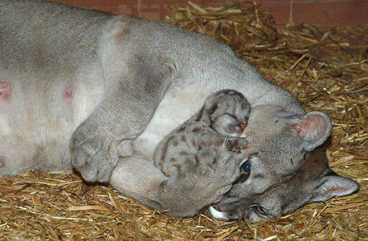 42 Photos Of Sweet Animals Overflowing With Love