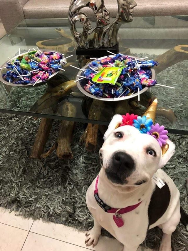 42 Photos Of Sweet Animals Overflowing With Love