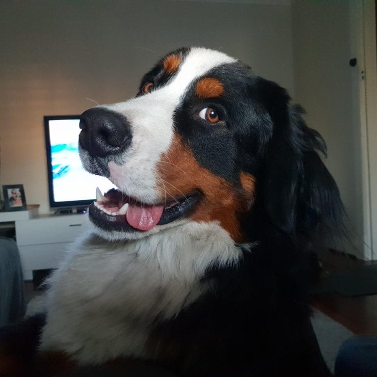 42 Photos Of Sweet Animals Overflowing With Love
