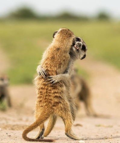 42 Photos Of Sweet Animals Overflowing With Love
