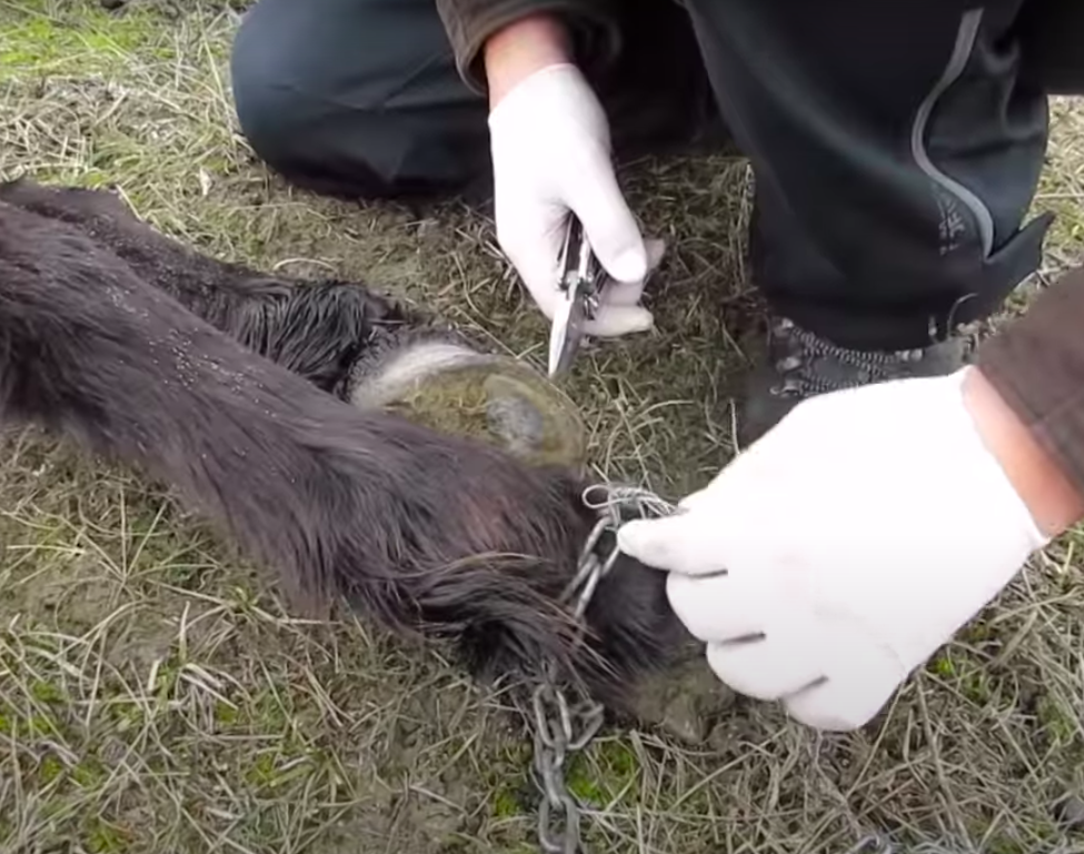 Chained Horse Gives Rescuer Kiss After Being Freed