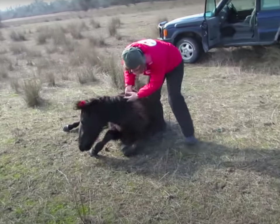 Chained Horse Gives Rescuer Kiss After Being Freed