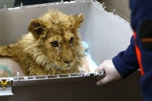 Rescuer saves lion cub who had legs broken to take photos with tourists