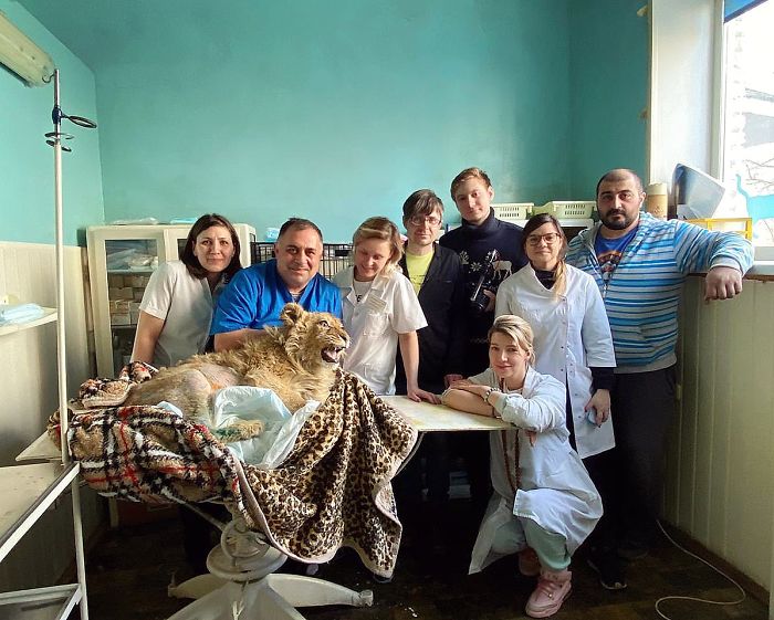 Rescuer saves lion cub who had legs broken to take photos with tourists