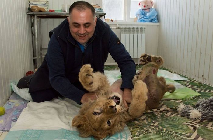 Rescuer saves lion cub who had legs broken to take photos with tourists