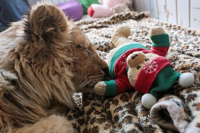 Rescuer saves lion cub who had legs broken to take photos with tourists