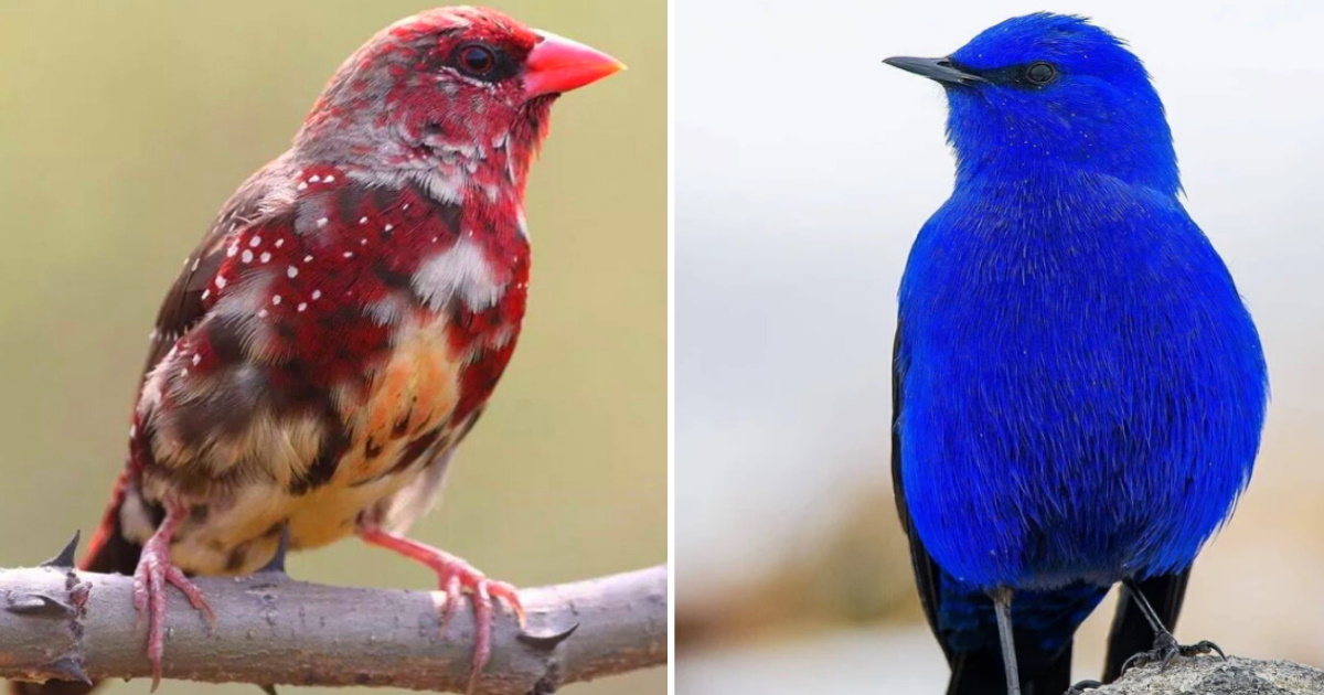 50 Birds That Are Indescribably Beautiful