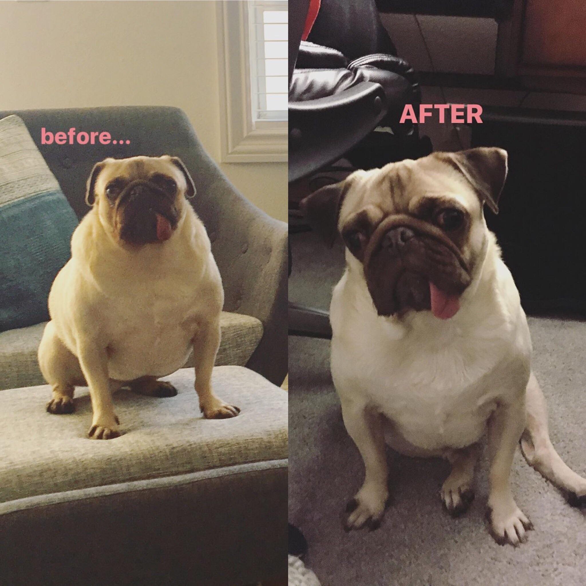 50 Good pups who had a little extra and lost it with exercise