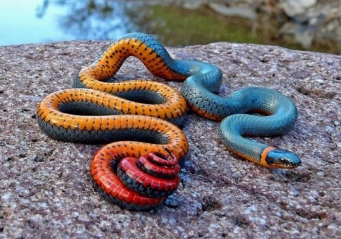 50 Uniquely Beautiful Animals Colored By Nature