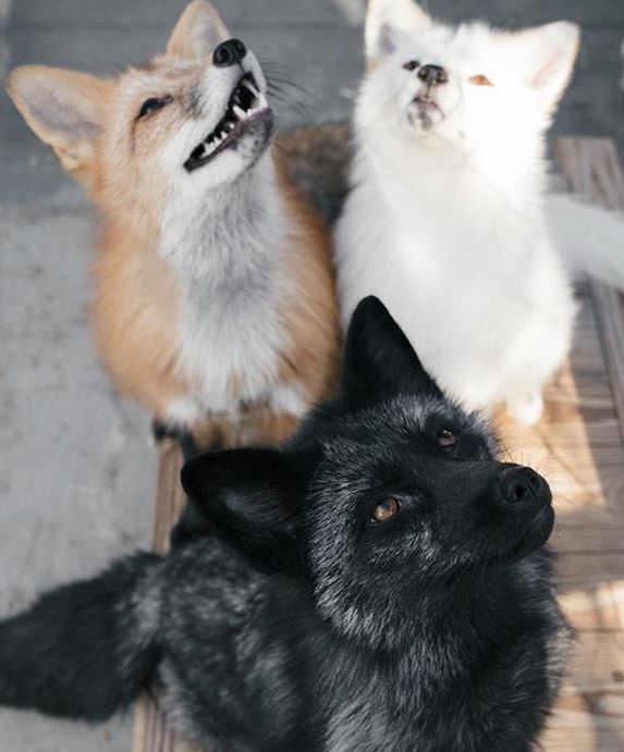 50 Uniquely Beautiful Animals Colored By Nature