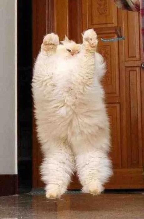 50 Uniquely Beautiful Animals Colored By Nature