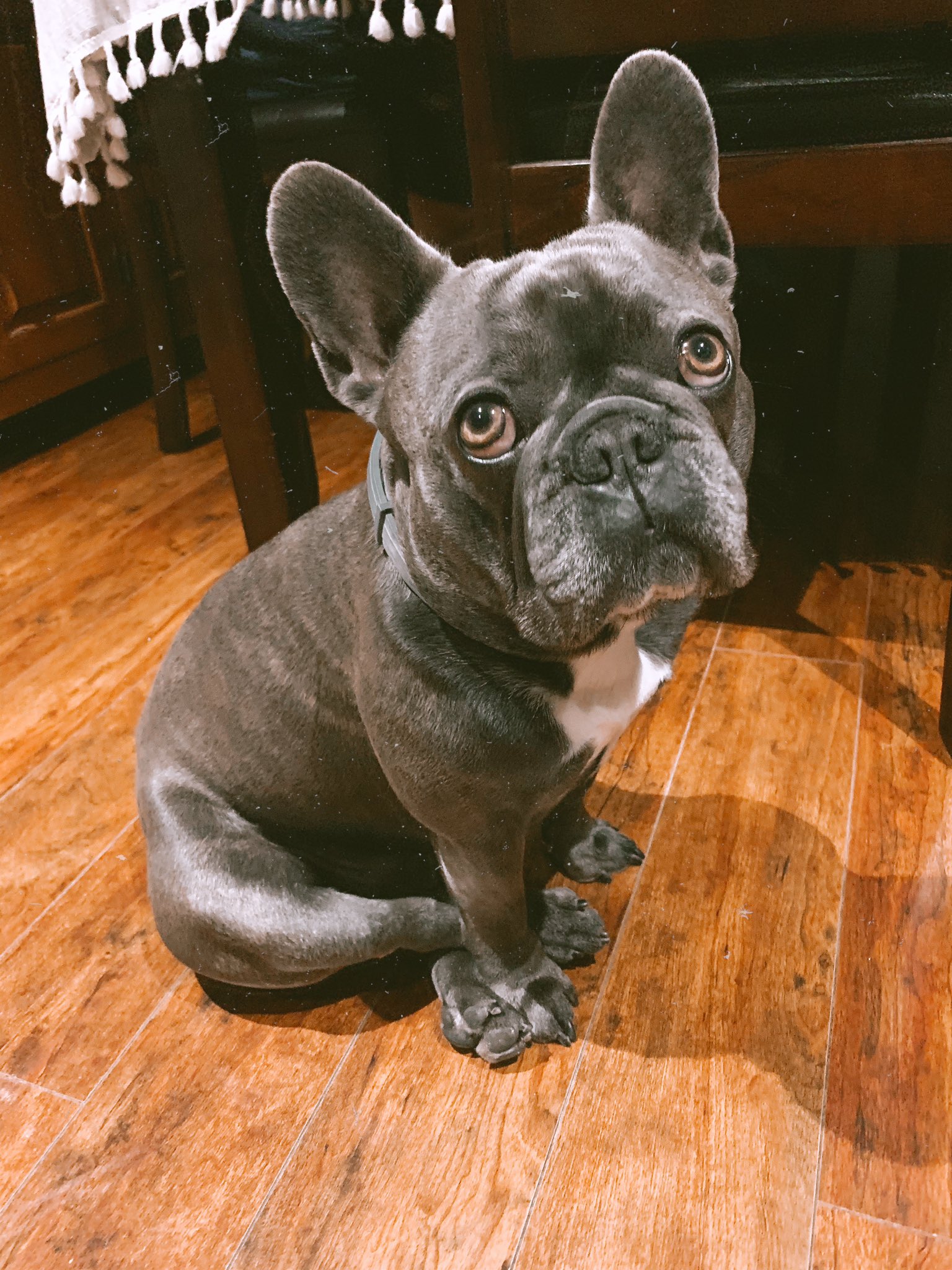 60 quirky pets with weird but amusing habits