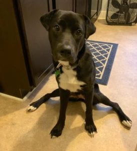 60 quirky pets with weird but amusing habits