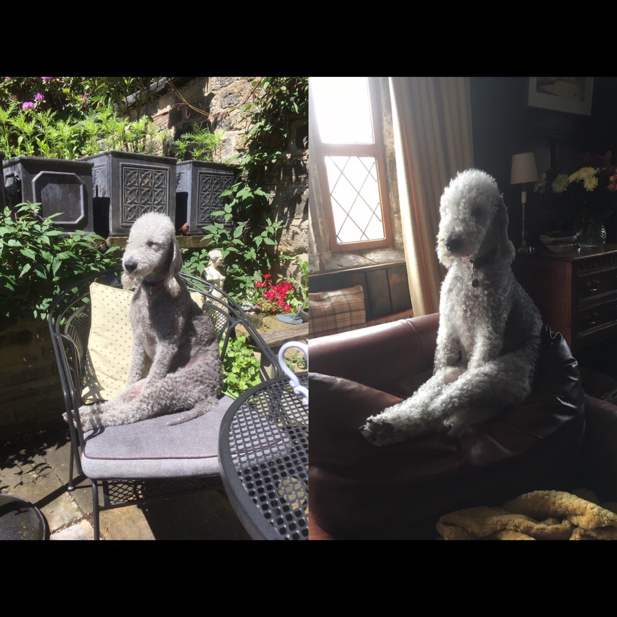 60 quirky pets with weird but amusing habits