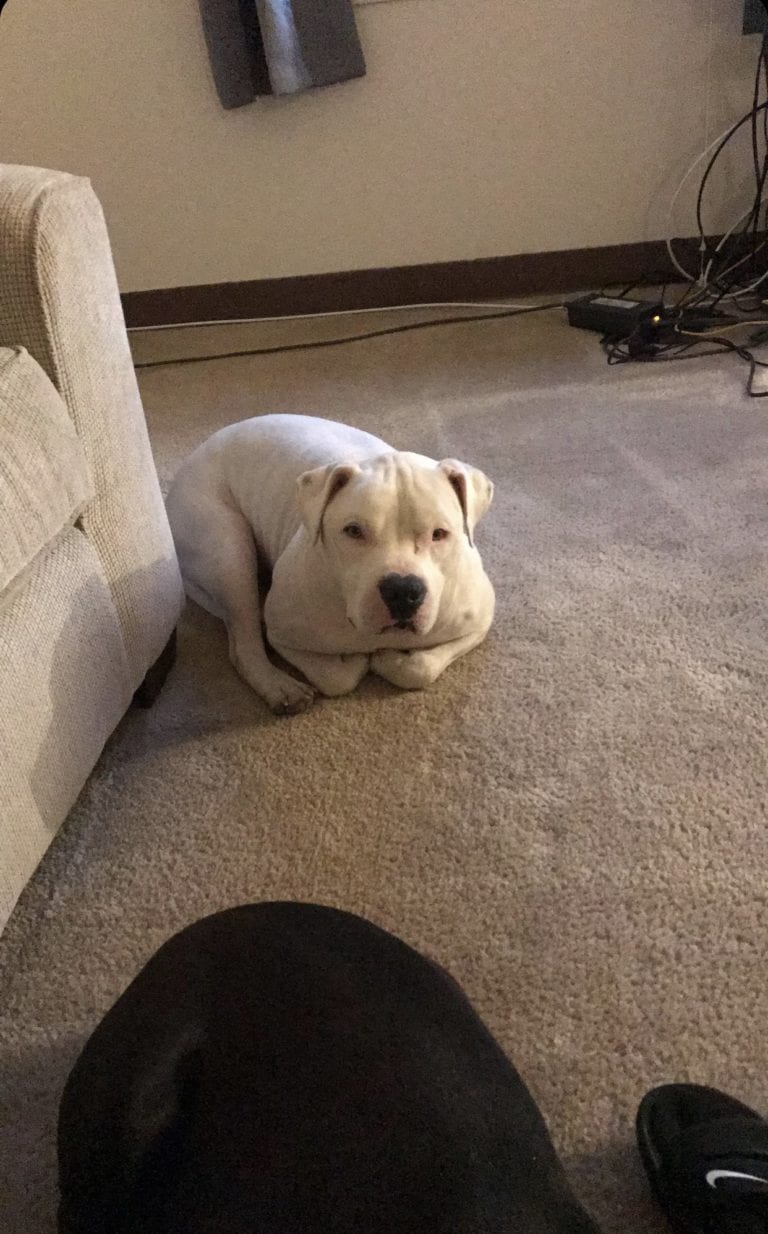 60 quirky pets with weird but amusing habits