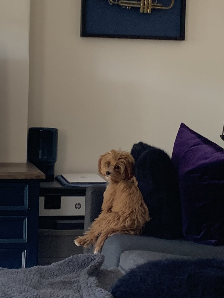 60 quirky pets with weird but amusing habits